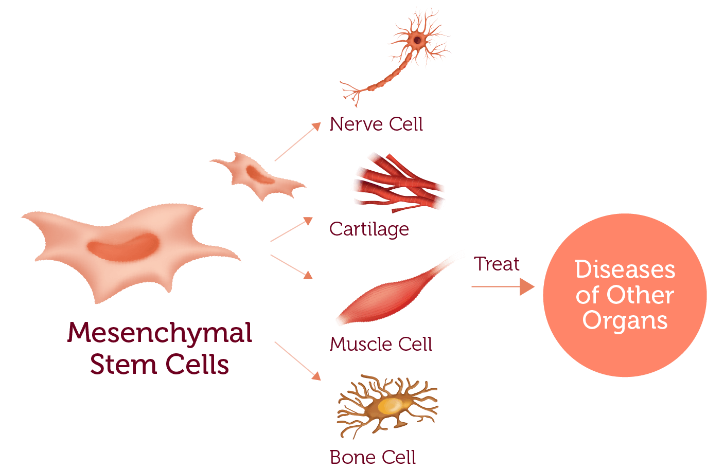Securicord - America's Trusted Cord Blood Bank