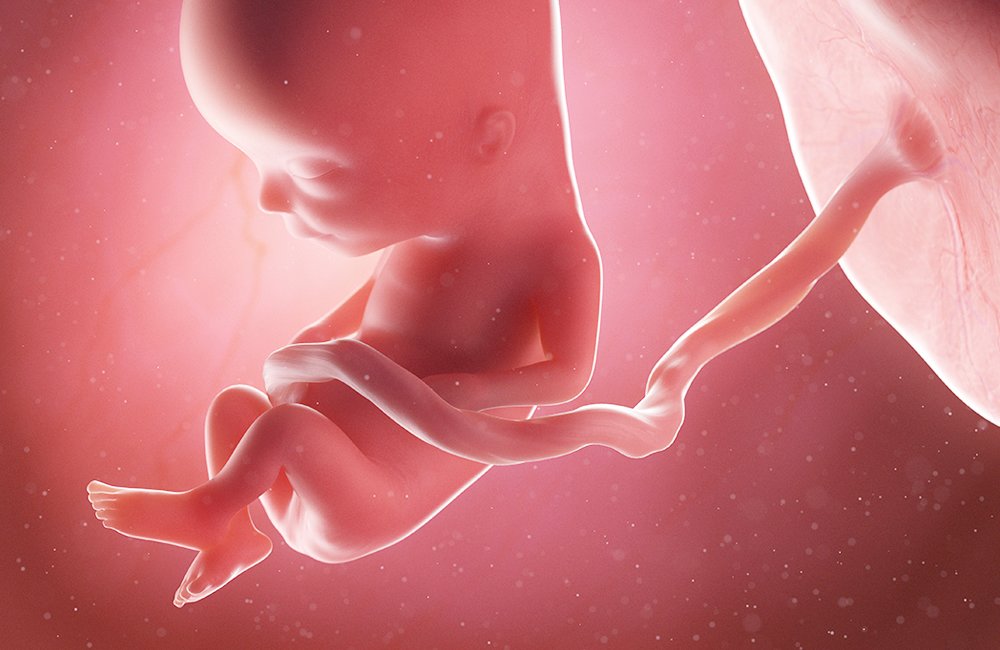 Securicord - America's Trusted Cord Blood Bank